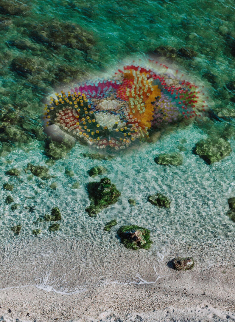 aquatic-clear-corals – Ken Samudio Collections